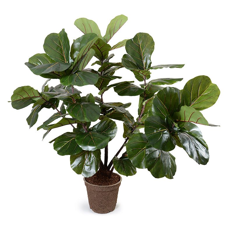 Fiddle Leaf Fig Multi-trunk Tree 64"H – New Growth Designs