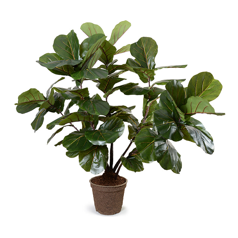 Fiddle Leaf Fig Multi-trunk Tree 64"H – New Growth Designs