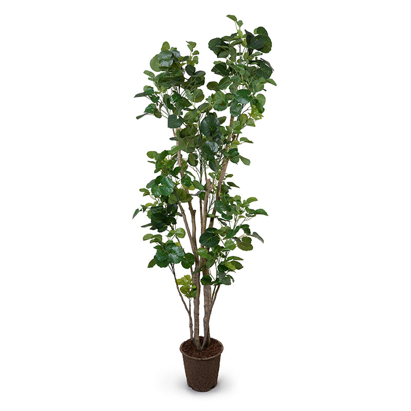 Aralia Fabian Tree 6.5' – New Growth Designs