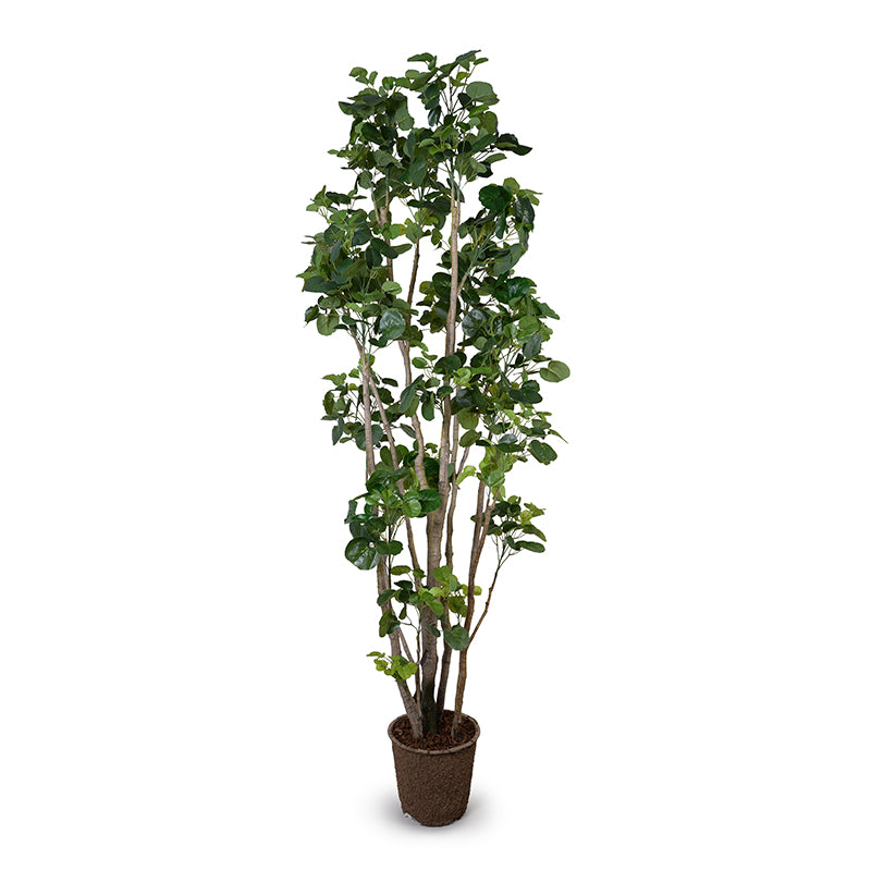 Aralia Fabian Tree 8' – New Growth Designs
