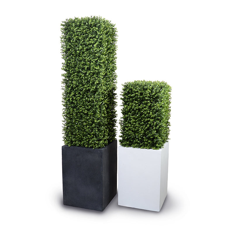 Boxwood Column – New Growth Designs
