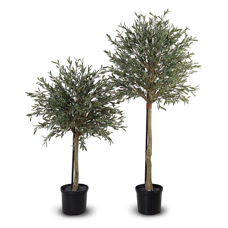 Olive Single Topiary – New Growth Designs