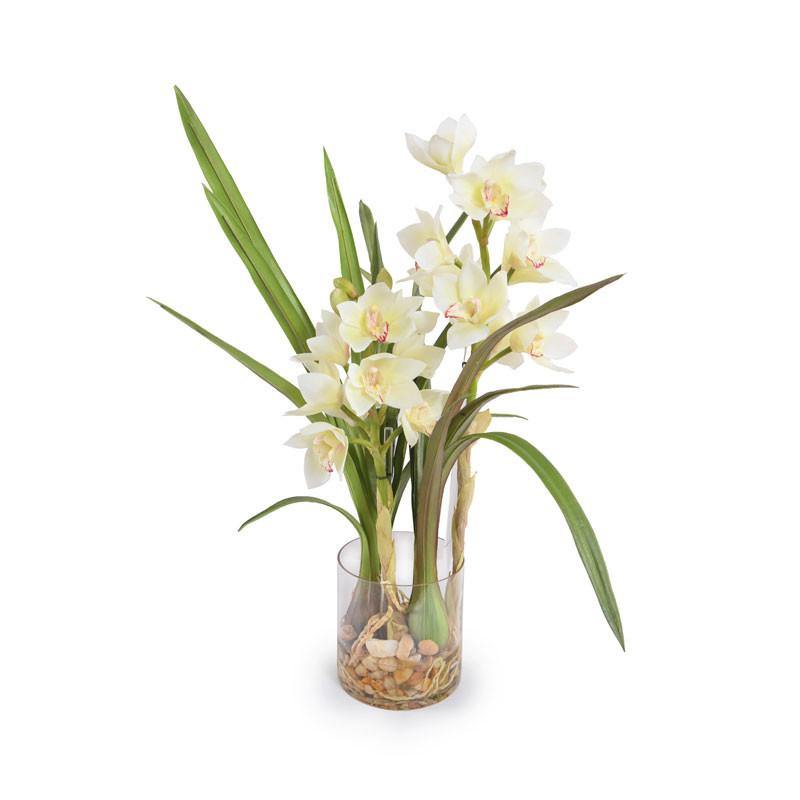 White Cymbidium Orchid Plant