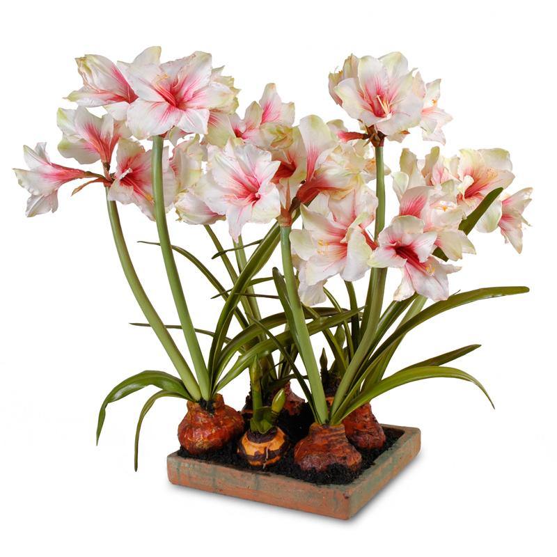 Amaryllis Bulbs in Terracotta Tray 28"H – New Growth Designs