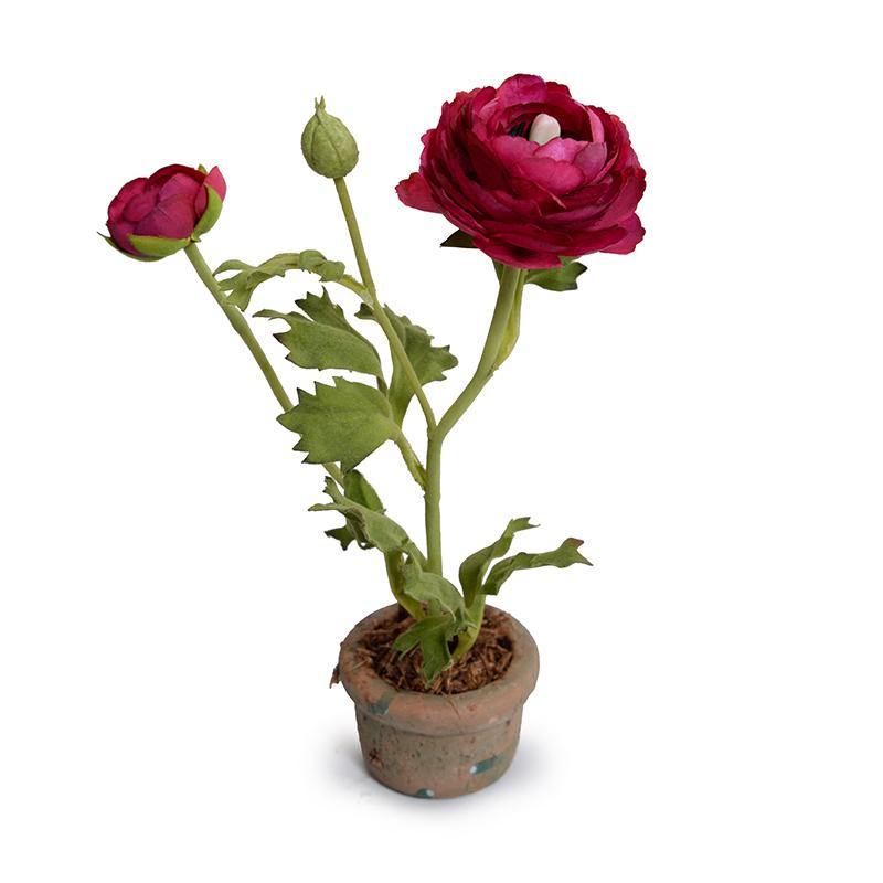 Ranunculus Mini Pot – New Growth Designs