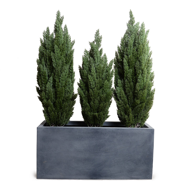 Italian Cypress in 45" Planter 68"H – New Growth Designs