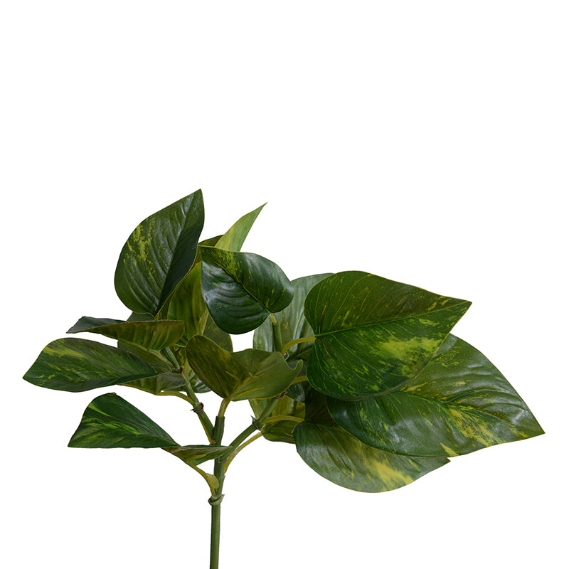 Pothos (Scindapsus) spray, 15"L – New Growth Designs